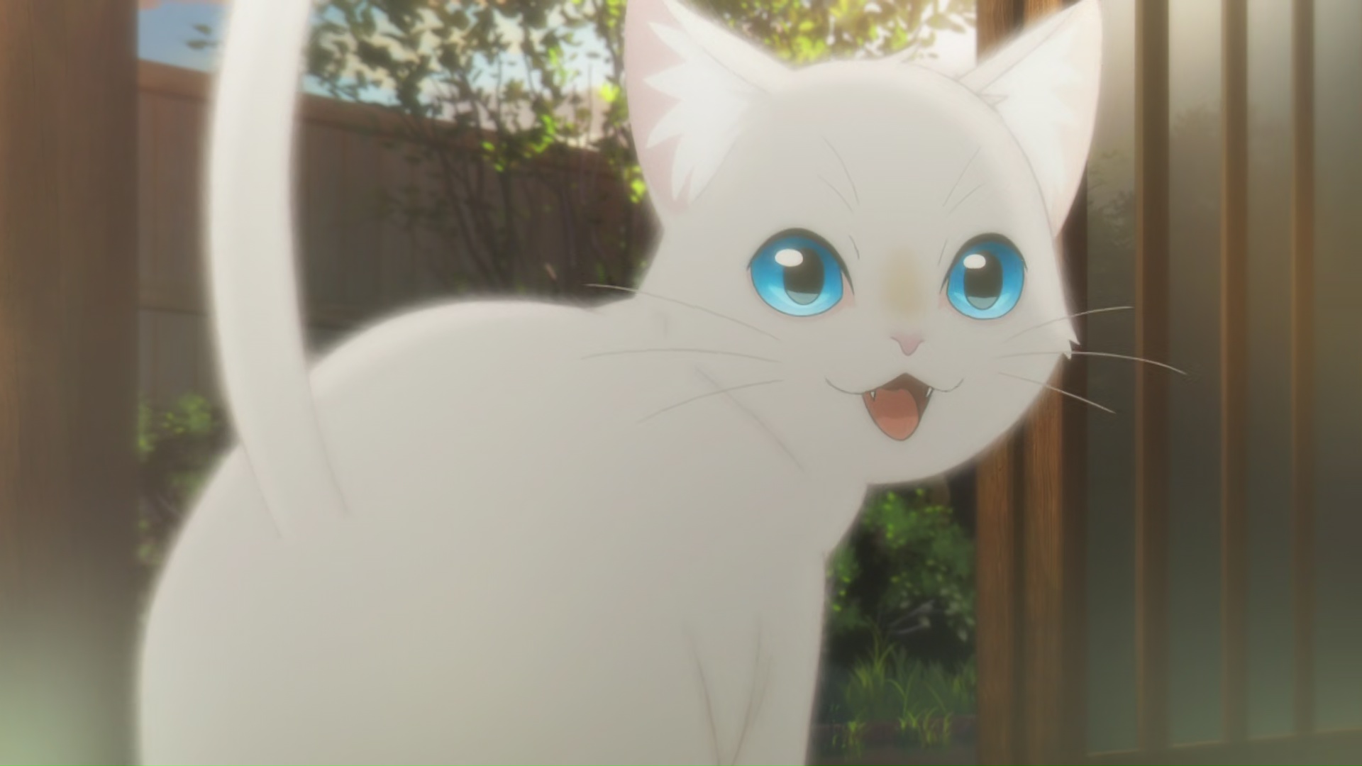 Miyo - Un amore felino (Anime) | AnimeClick.it