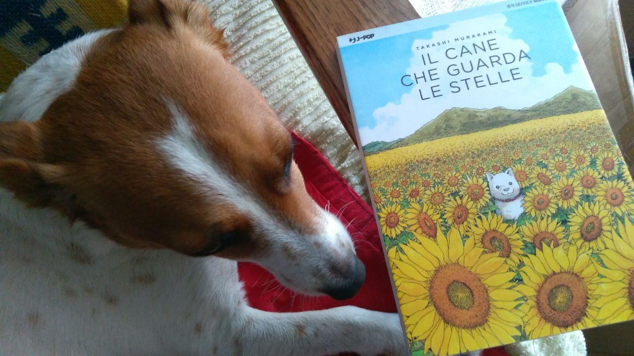 Kota - Il cane che vive con noi: l'ordinaria quotidianità di un buffo ...